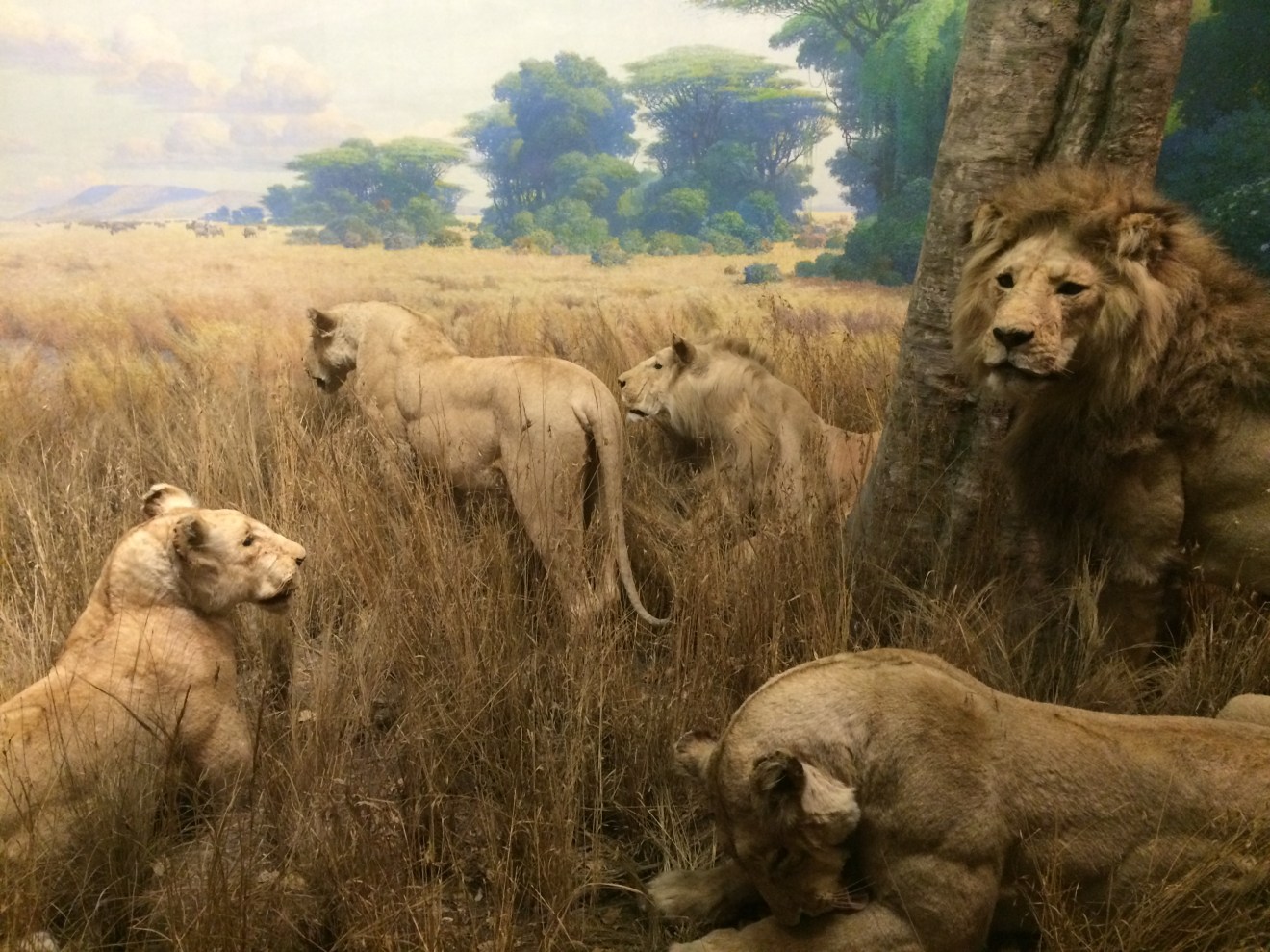 Tableau & Diorama. (iii) – Arran Q Henderson